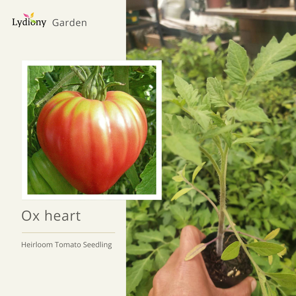 Ox heart - Heirloom Tomato Seeding – Lydiony Pty Ltd